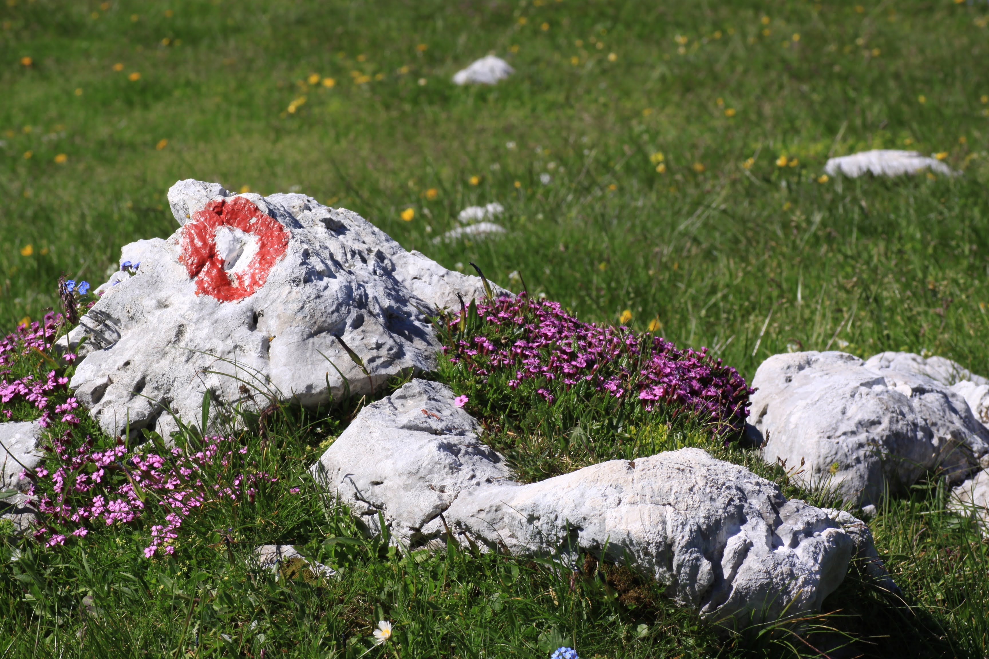 Osnovna priporočila o hoji v hribe poleti | GRZS